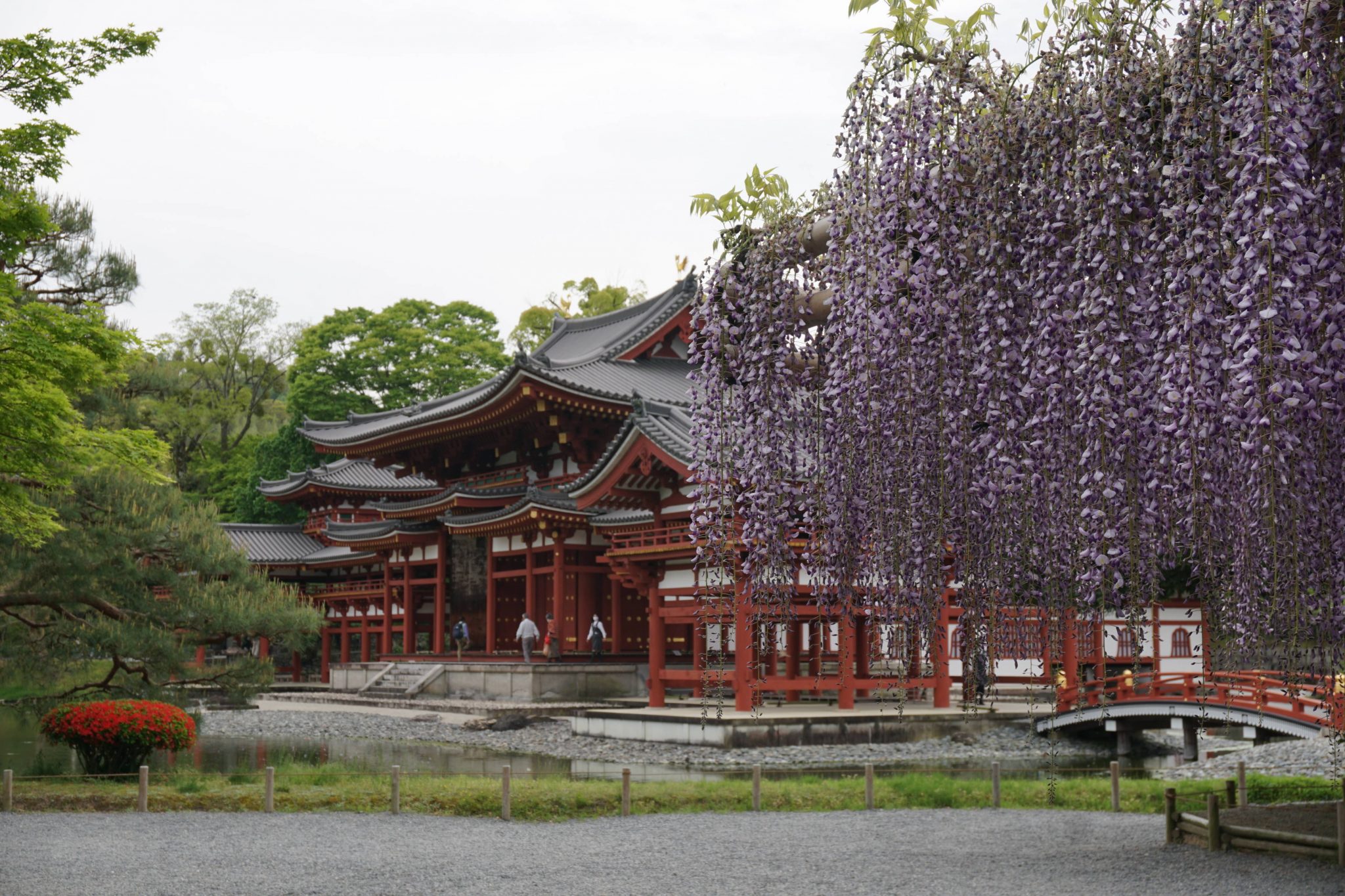 Wisteria Trellis at Byodoin in Uji City | Enjoy Kyoto Night & Day